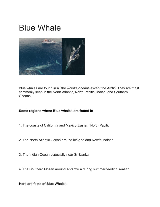 Blue Whale are found in all the world’s ocean | DOCX