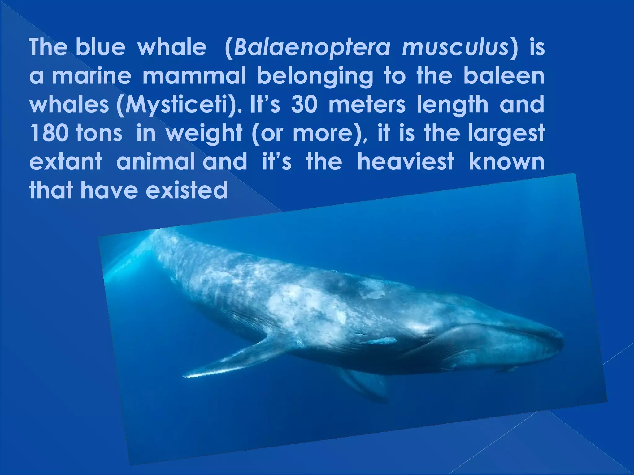 Blue whale nerea | PPS | Large Animals | Pets