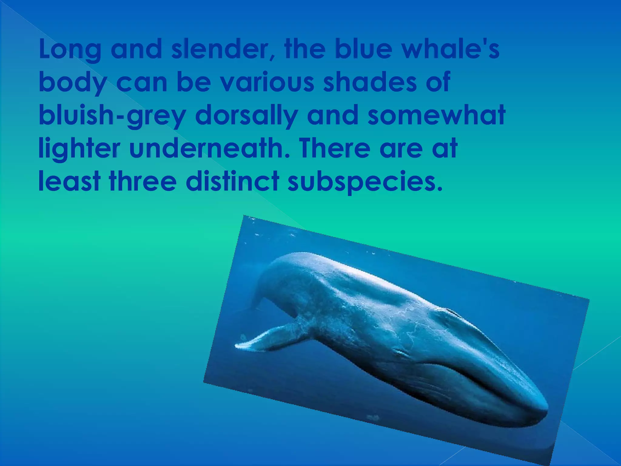 Blue whale nerea | PPS | Large Animals | Pets