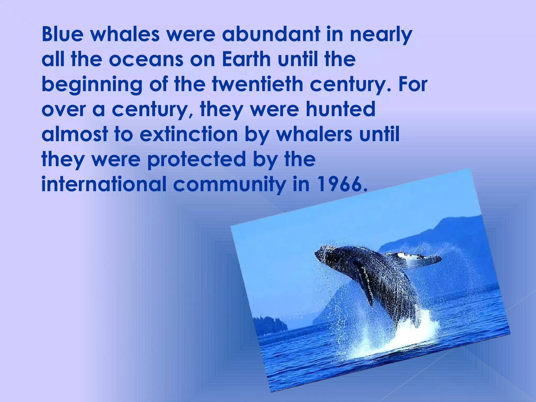 Blue whale nerea | PPS | Large Animals | Pets