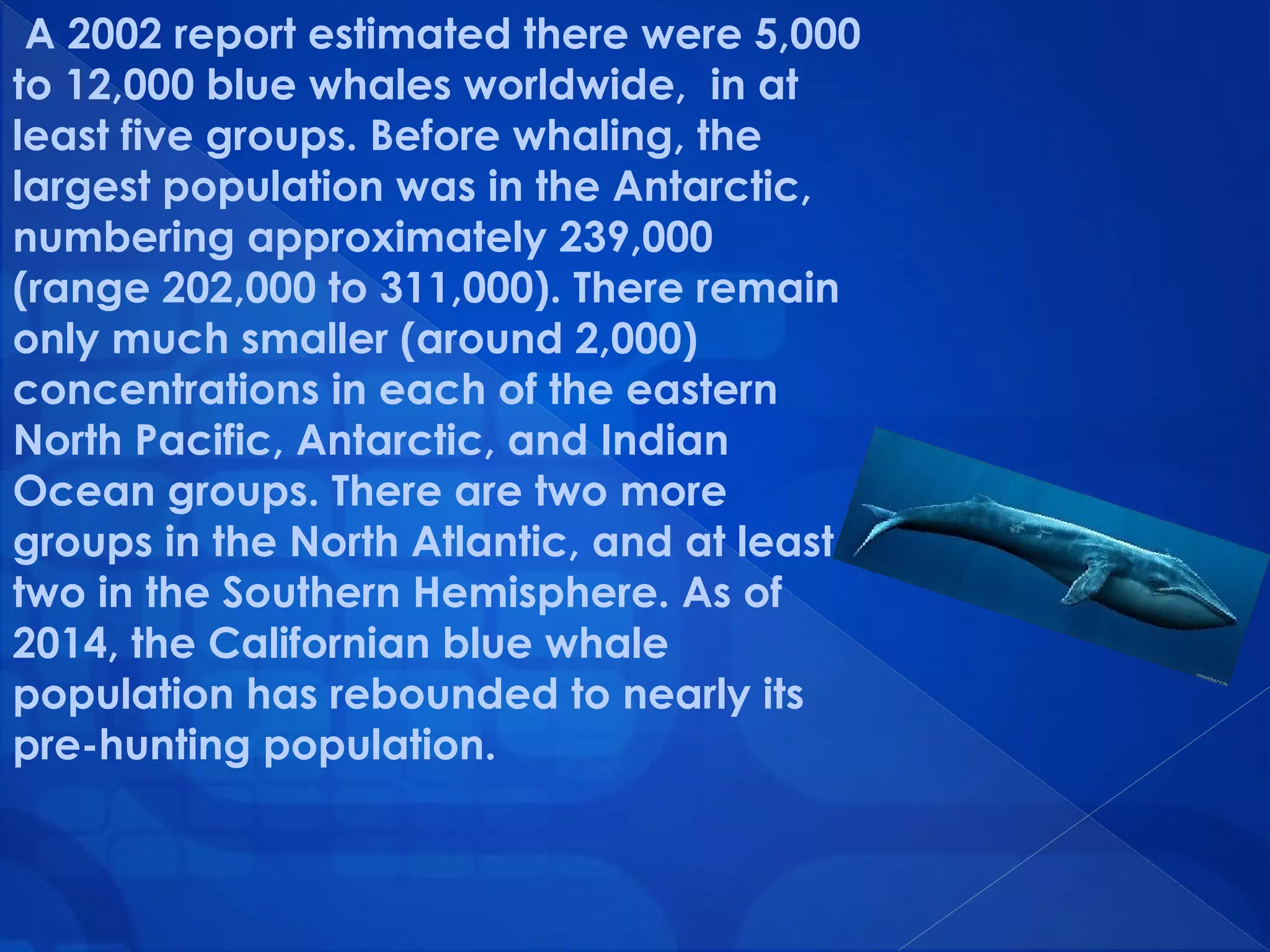 Blue whale nerea | PPS | Large Animals | Pets