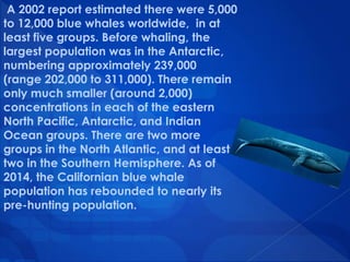 Blue whale nerea | PPS | Large Animals | Pets