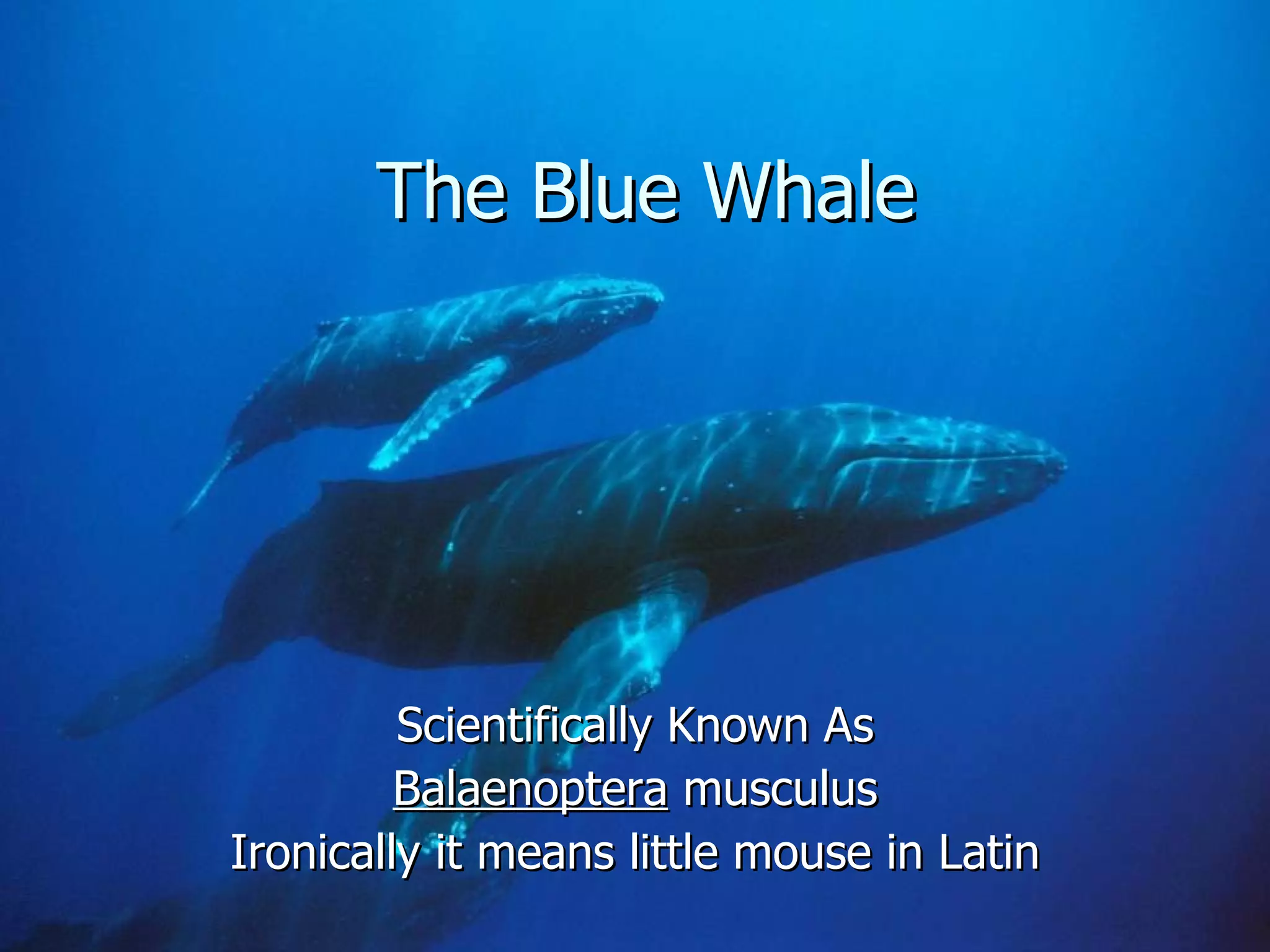 Blue whale[2] | PPT