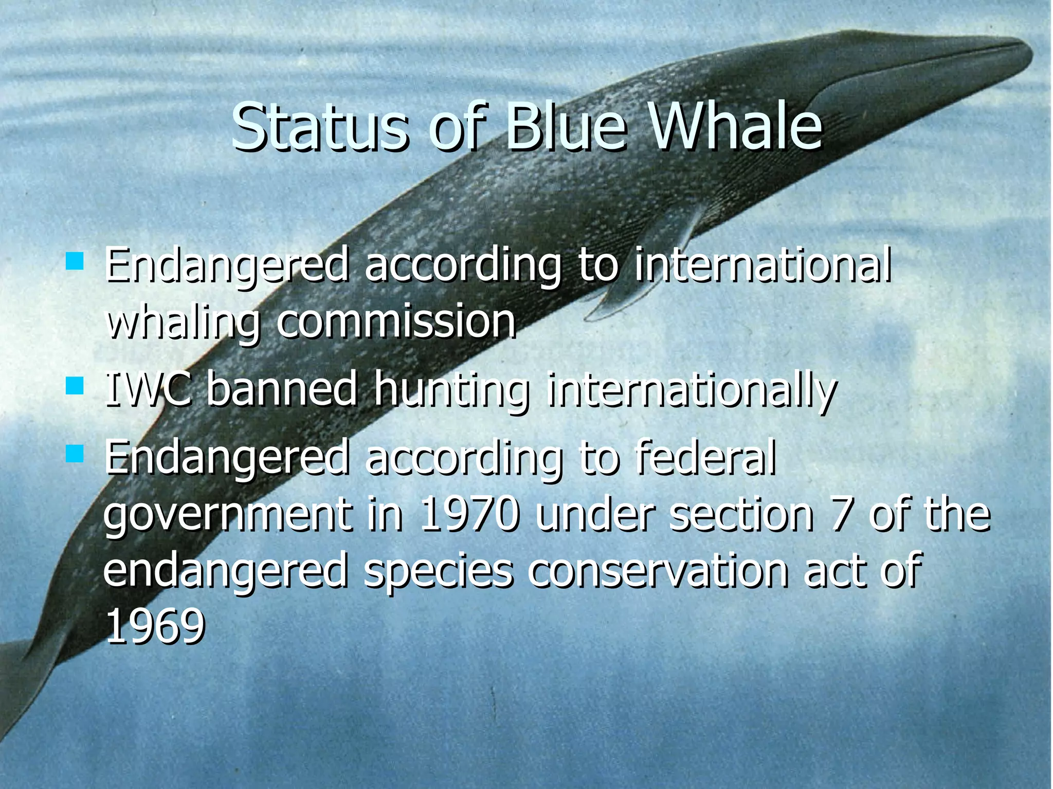 Blue whale[2] | PPT