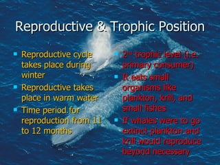 Blue whale[2] | PPT