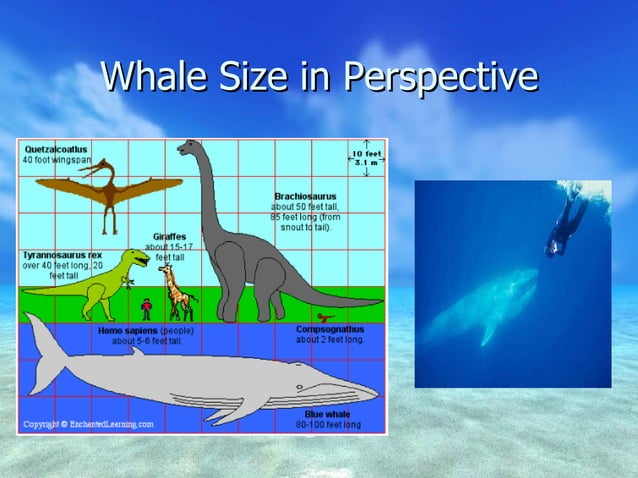 Blue whale[2] | PPT