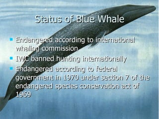 Blue whale[2] | PPT