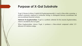 Blue White Screening in biotechnology topic | PPTX