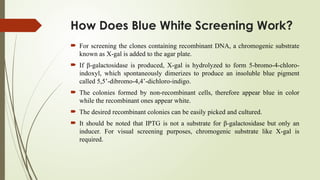 Blue White Screening in biotechnology topic | PPTX