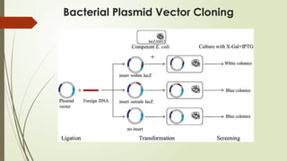 Blue White Screening use in biotechnology | PPTX
