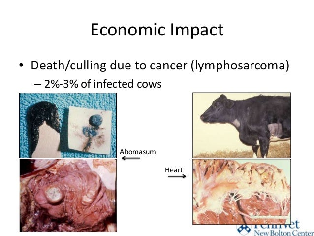 Bovine Leukosis Virus: What is it and What Does it Mean for Me?