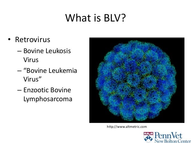 Bovine Leukosis Virus: What is it and What Does it Mean for Me?
