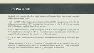 B lymphocytes, Receptors, Maturation and Activation | PPTX | Endocrine ...
