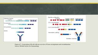 B lymphocytes, Receptors, Maturation and Activation | PPTX