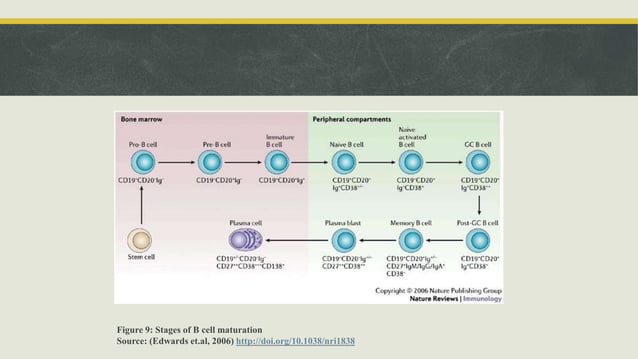 B lymphocytes, Receptors, Maturation and Activation | PPTX | Endocrine ...