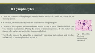 B lymphocytes, Receptors, Maturation and Activation | PPTX