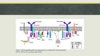B lymphocytes, Receptors, Maturation and Activation | PPTX