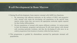 B lymphocytes, Receptors, Maturation and Activation | PPTX | Endocrine ...