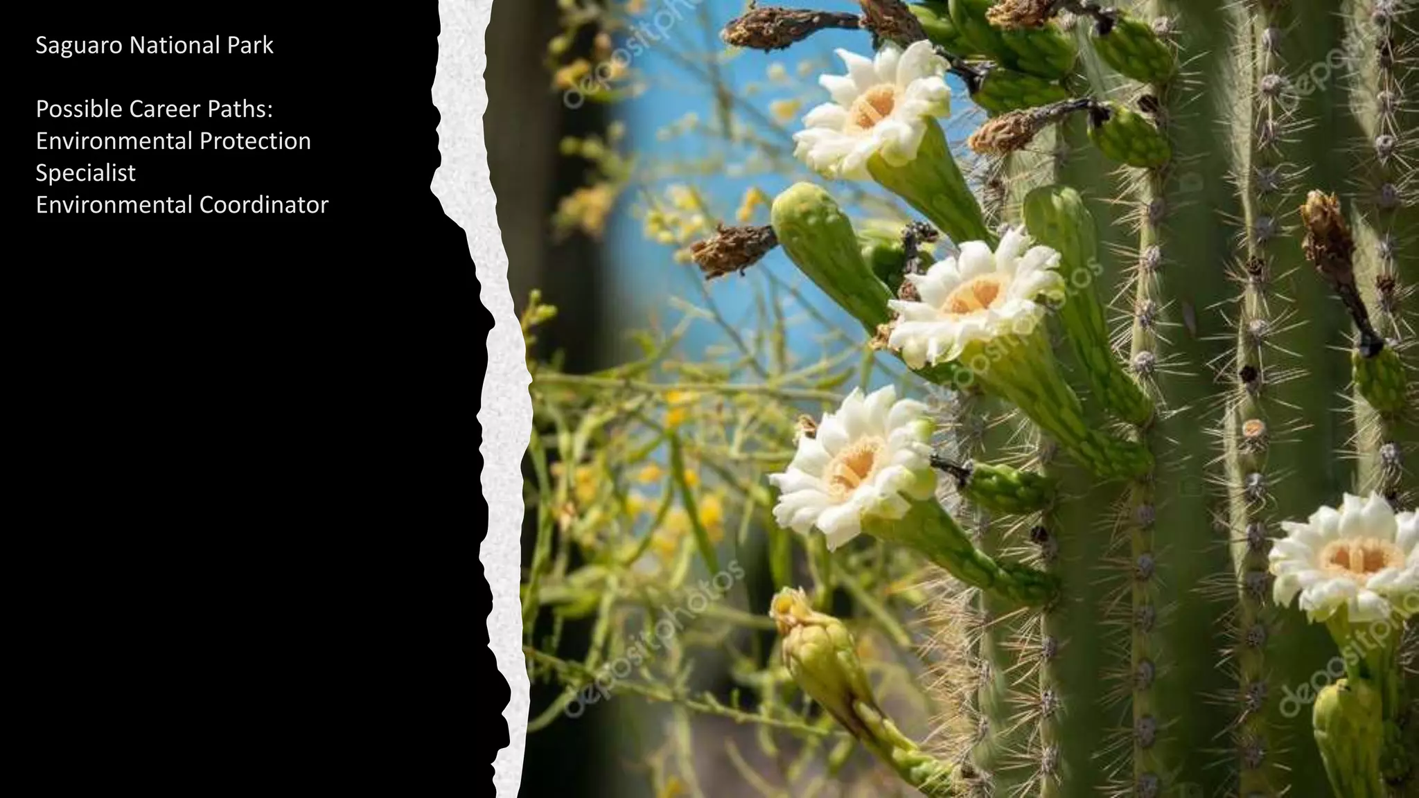 BlytheKelly_SOS232_FinalPresentation.pptx