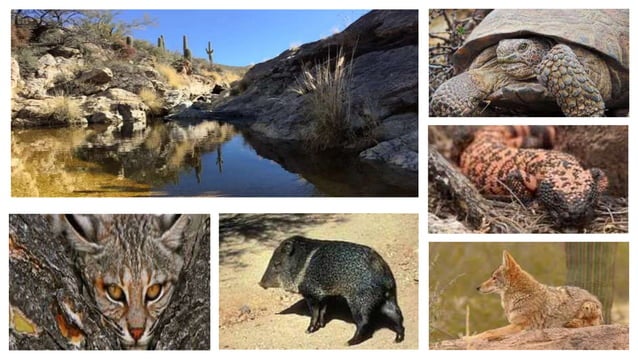 BlytheKelly_SOS232_FinalPresentation.pptx