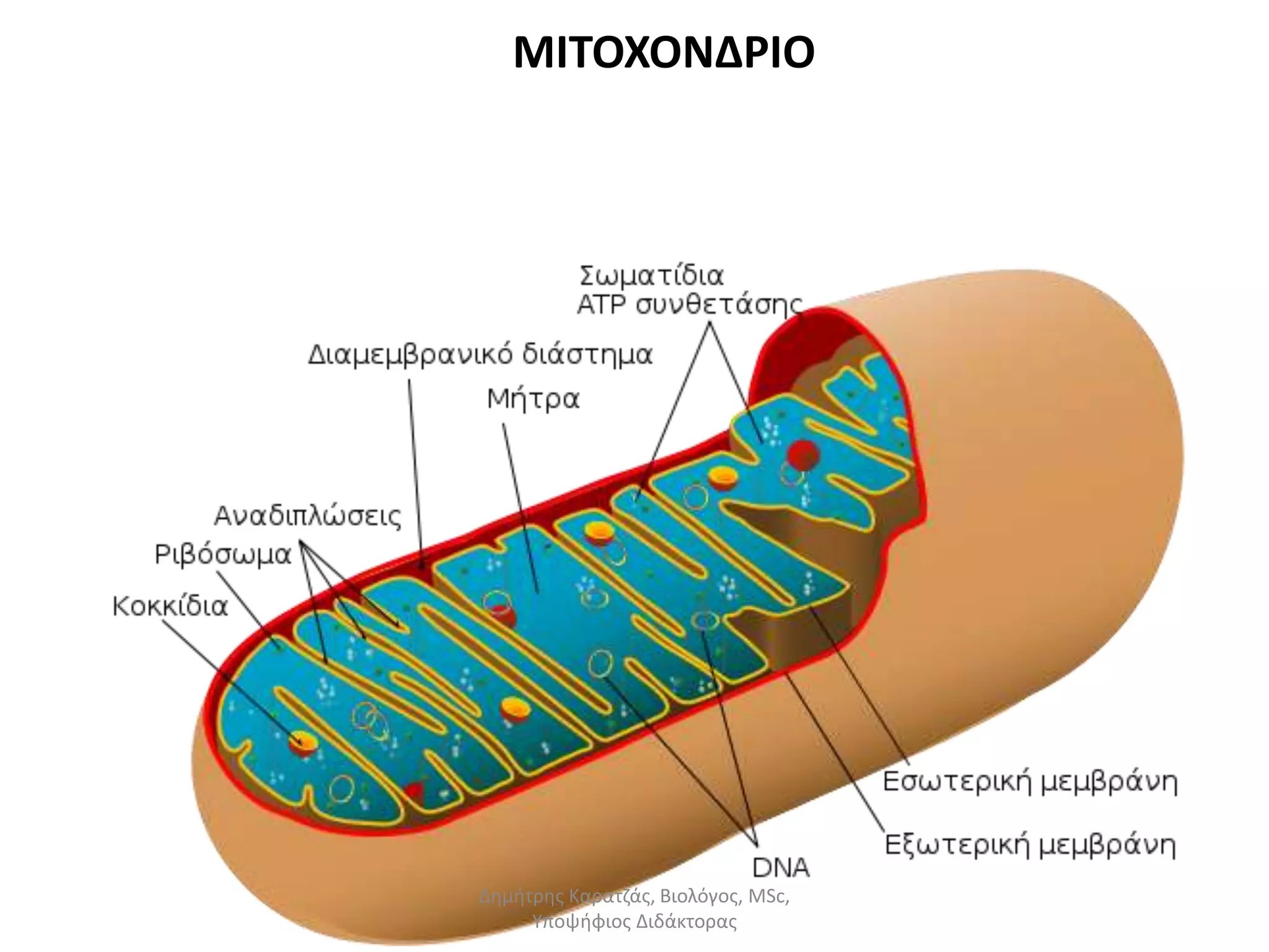Μάθημα: Βιολογία. Β' Λυκείου. 2ο Κεφ.-Σημειώσεις σχολικού βιβλίου | PPTX