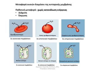 Μάθημα: Βιολογία. Β' Λυκείου. 2ο Κεφ.-Σημειώσεις σχολικού βιβλίου | PPTX