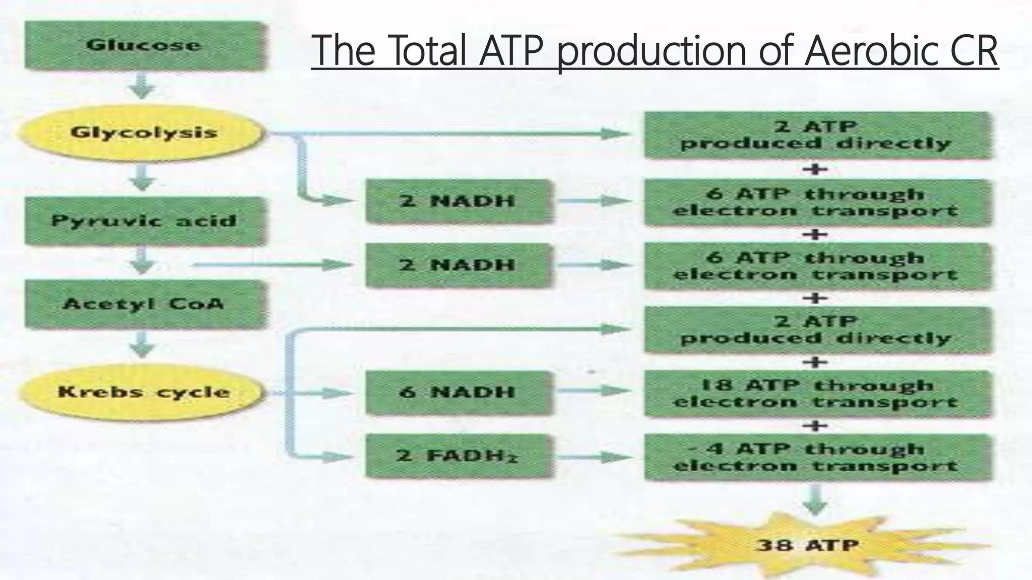 Aerobic Respiration vs Anaerobic Respiration vs Fermentation | PPTX