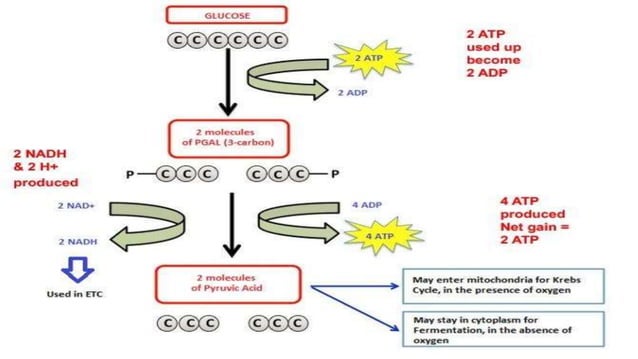 Aerobic Respiration vs Anaerobic Respiration vs Fermentation | PPT