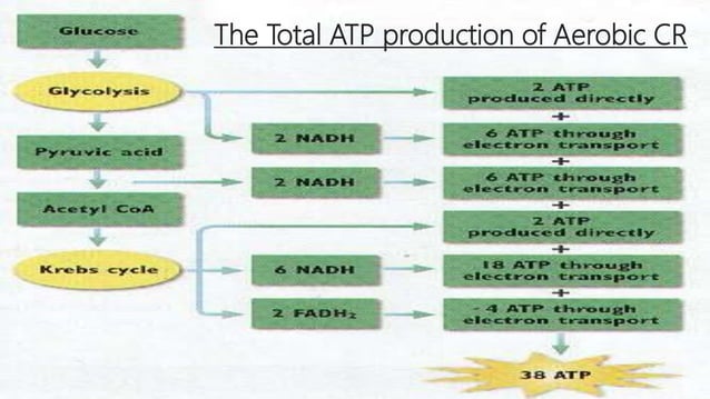 Aerobic Respiration vs Anaerobic Respiration vs Fermentation | PPTX