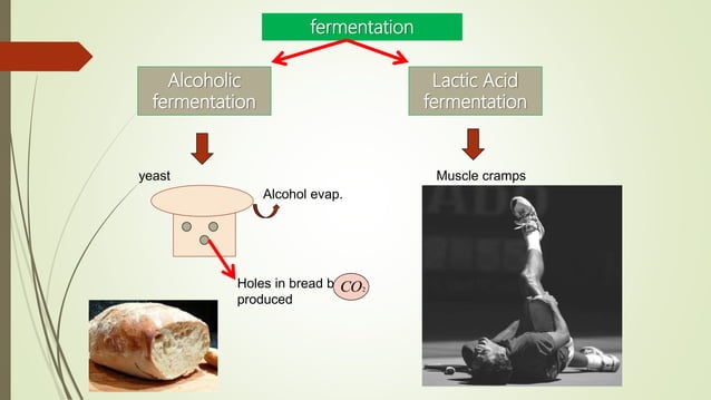 Aerobic Respiration Vs Anaerobic Respiration Vs Fermentation Pptx