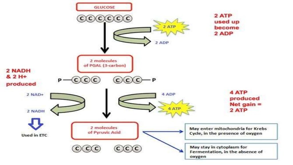 Aerobic Respiration vs Anaerobic Respiration vs Fermentation Aerobic Respiration vs Anaerobic Respiration vs Fermentation