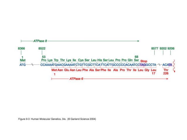 BM11 Mitochondria.ppt