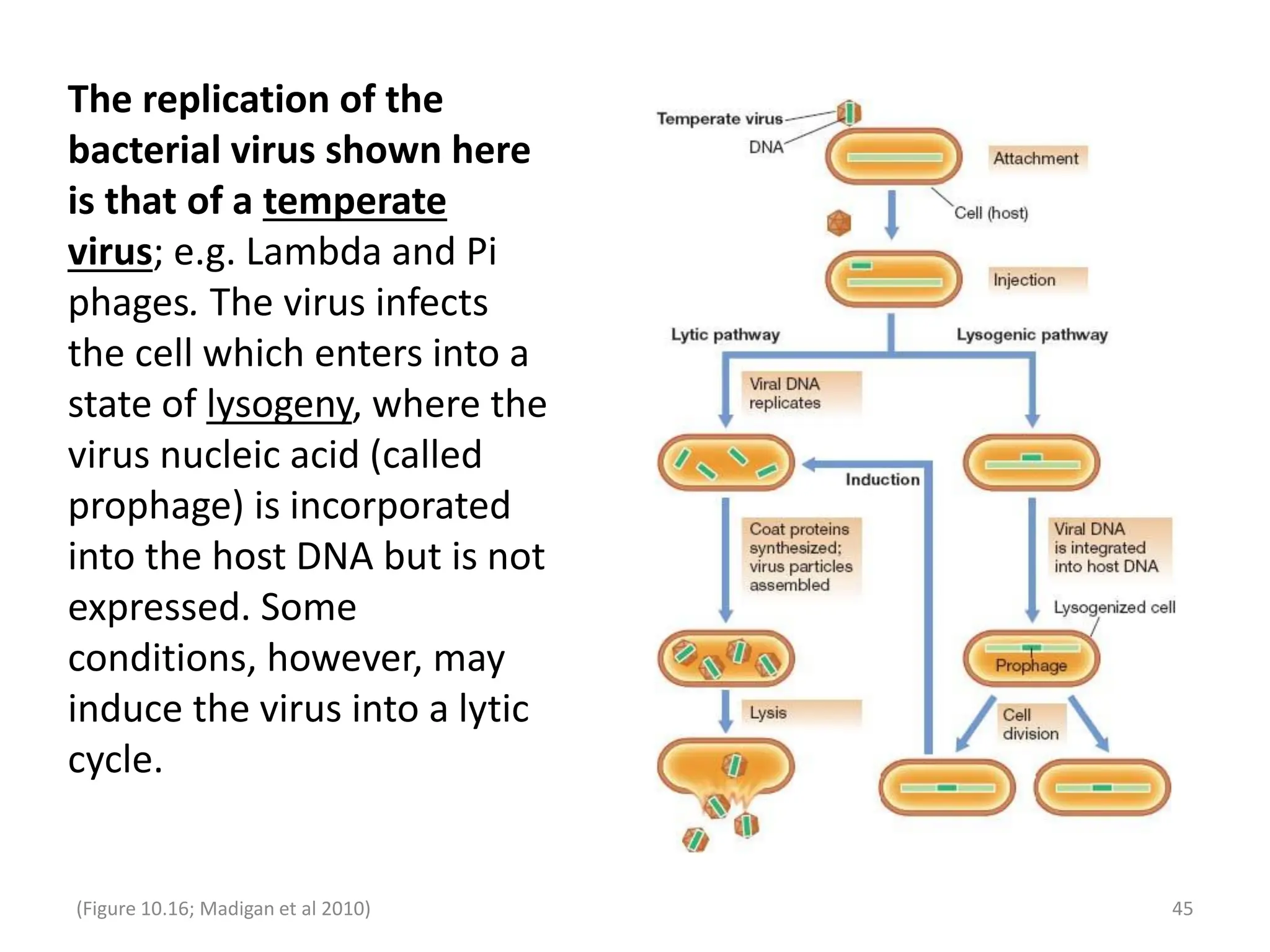 4 & 5. Microbial Physiology.pdf function metabolism | PDF