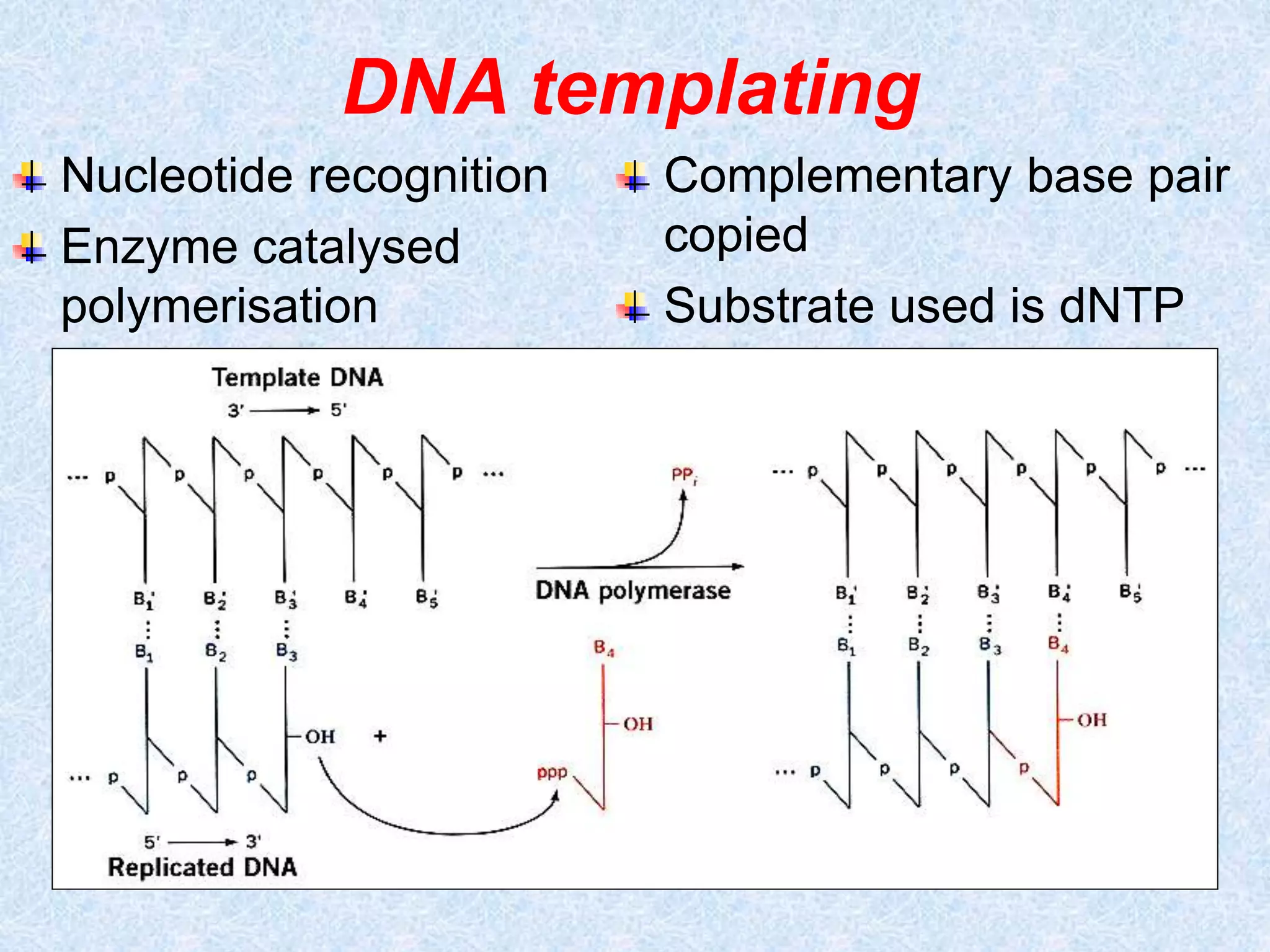 BMB314 DNA replication.ppt | Biological Sciences | Science