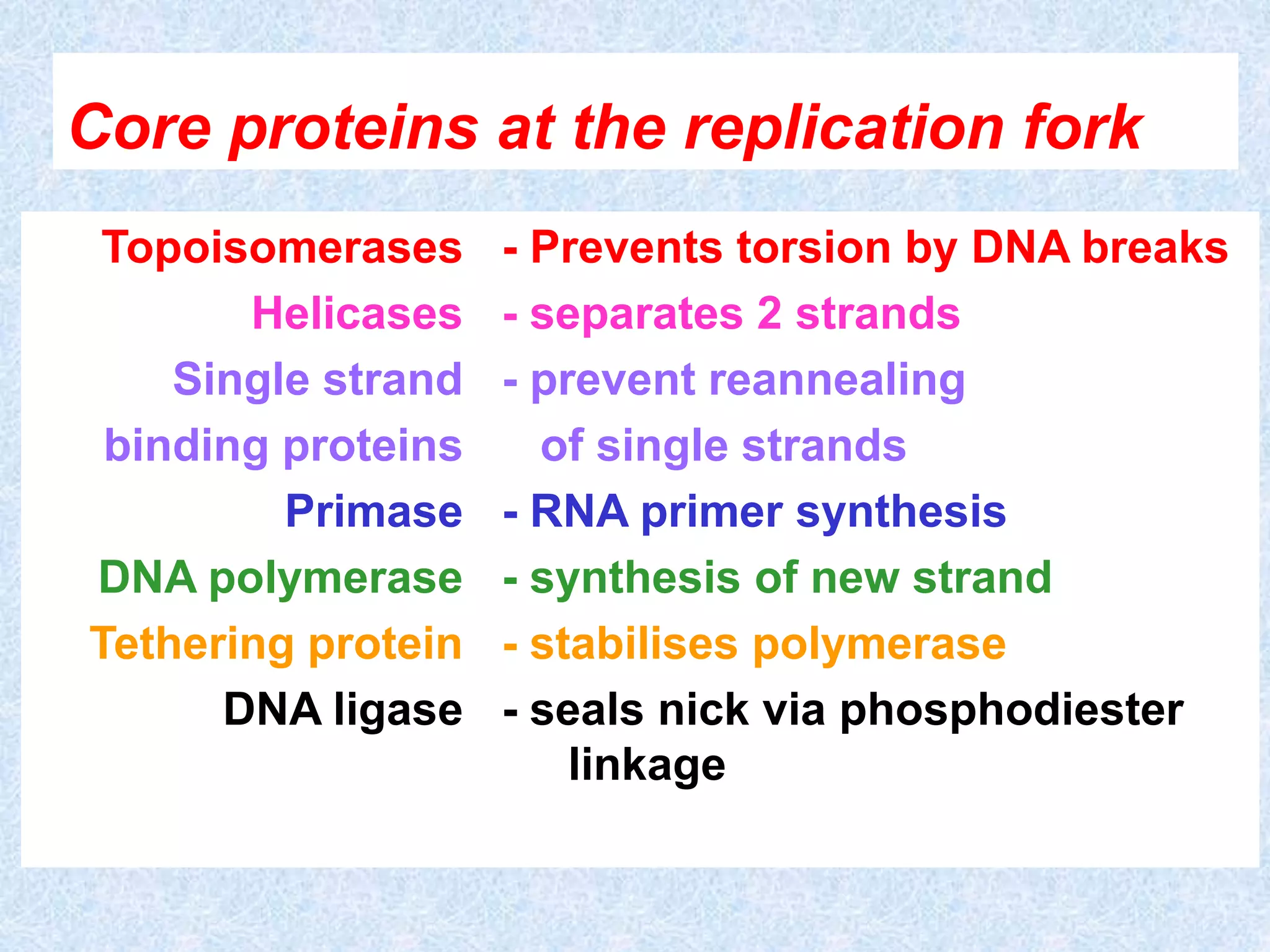 BMB314 DNA replication.ppt | Biological Sciences | Science