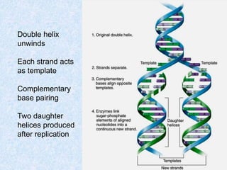BMB314 DNA replication.ppt | Biological Sciences | Science
