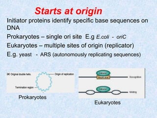 BMB314 DNA replication.ppt