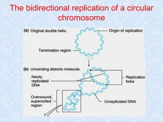 BMB314 DNA replication.ppt
