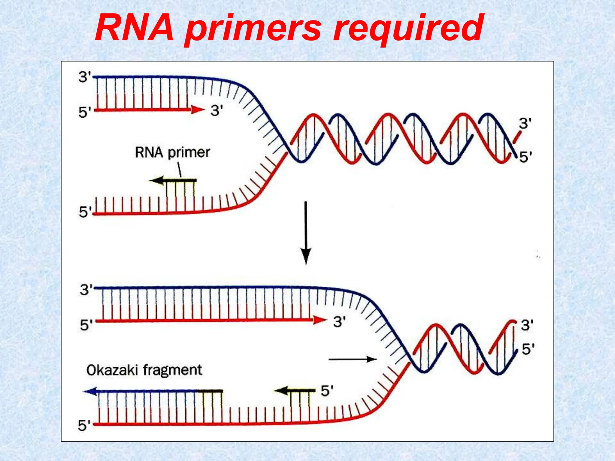 DNA replication stating the enzymes that are involved | PPT