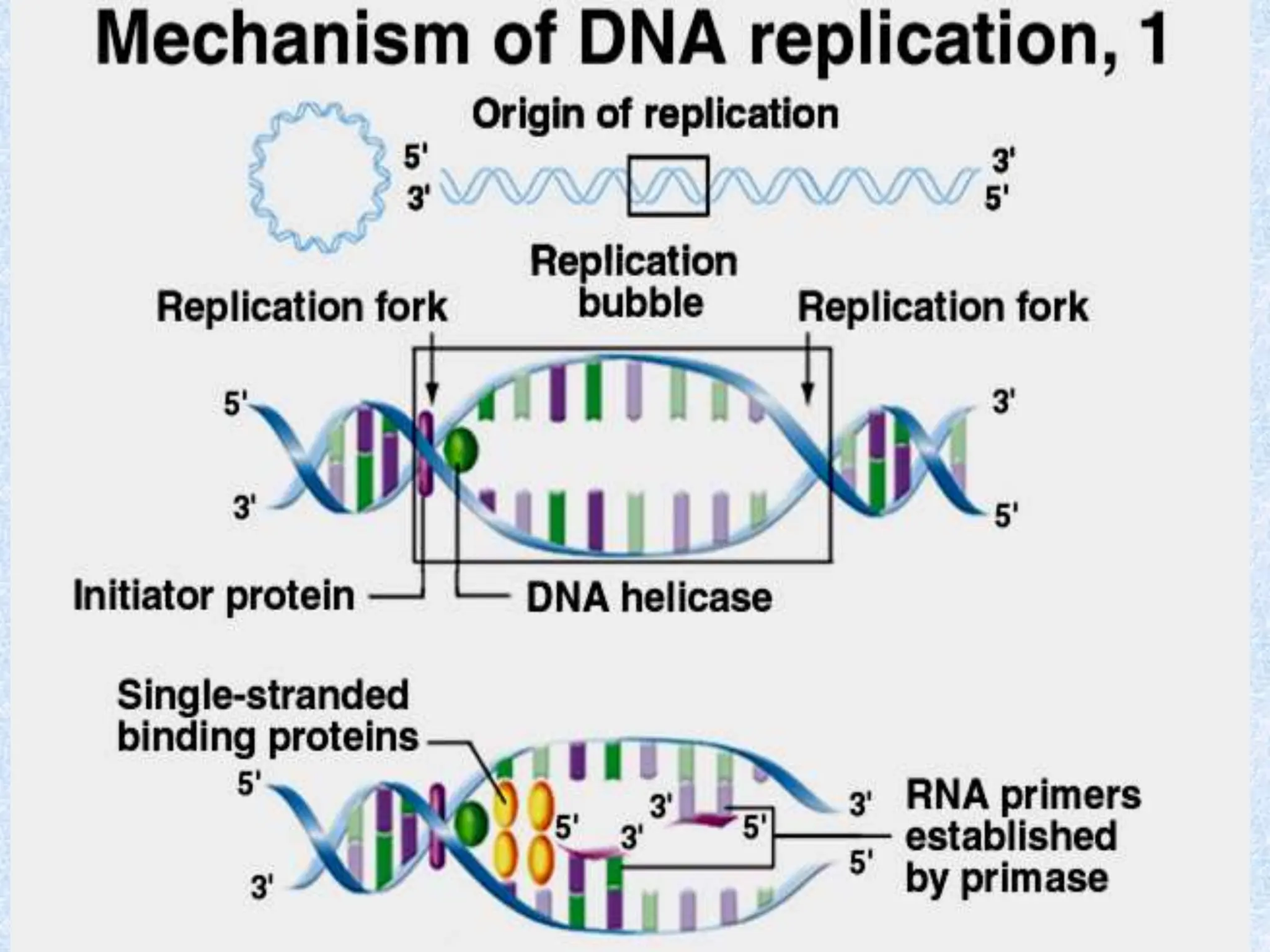 DNA replication stating the enzymes that are involved | PPT