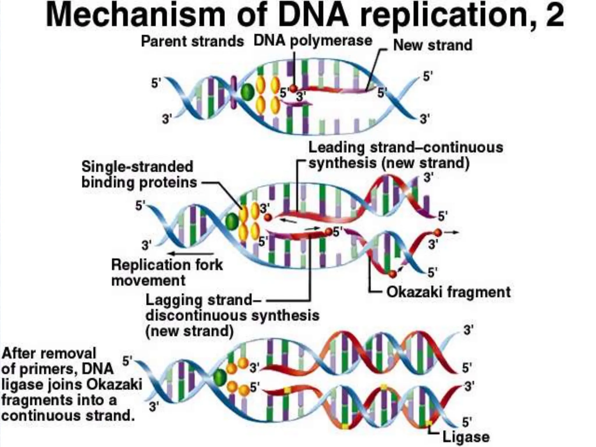 DNA replication stating the enzymes that are involved | PPT
