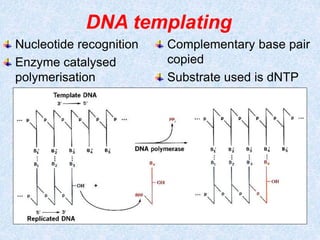 DNA replication stating the enzymes that are involved | PPT