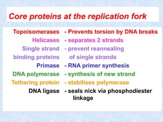 DNA replication stating the enzymes that are involved | PPT