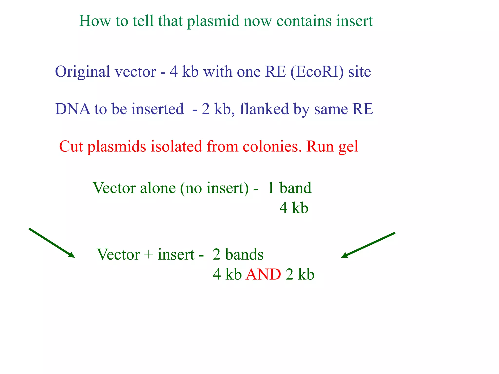 BMB 331 PART2.ppt