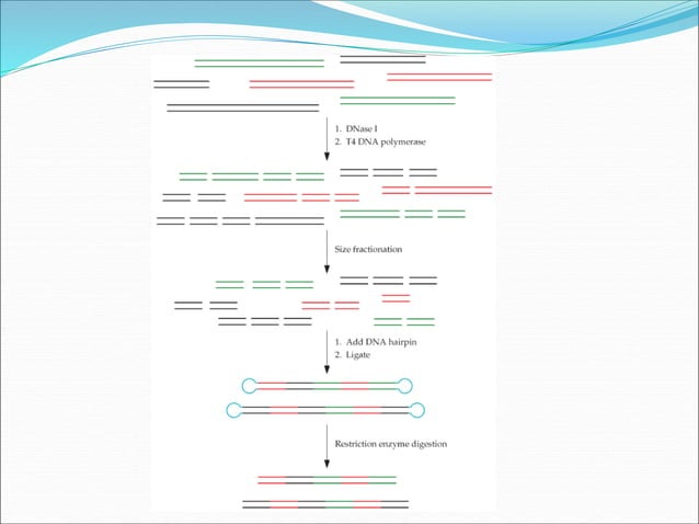 BMB 422 site directed mutag.-1.ppt