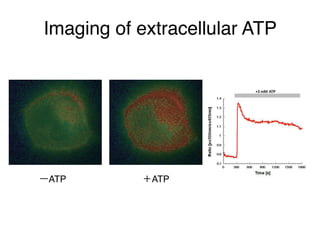 研究内容(pdf) | PDF