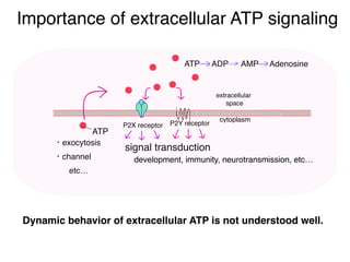 研究内容(pdf) | PDF
