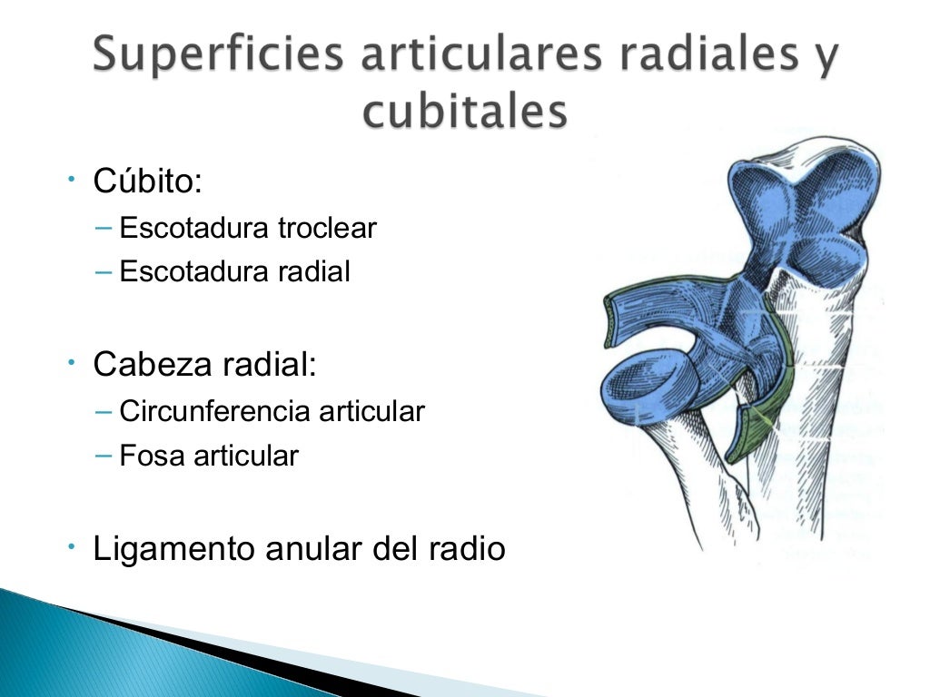 Biomecanica Del Miembro Superior Biomecanica Del Codo