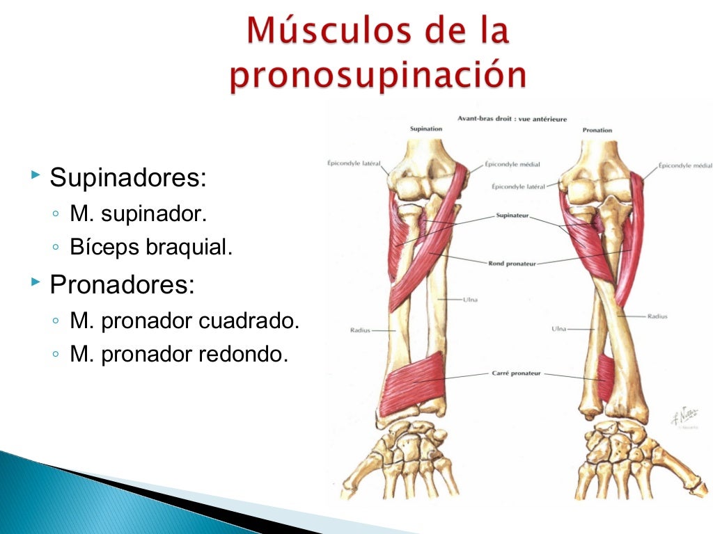 Biomecanica Del Miembro Superior Biomecanica Del Codo