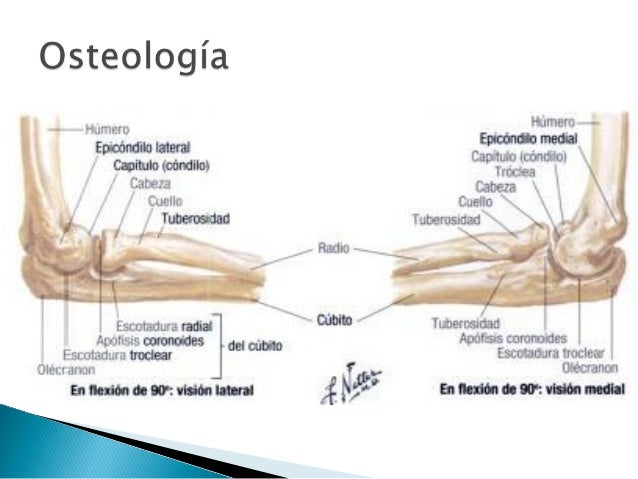 BIOMECÁNICA DEL CODO